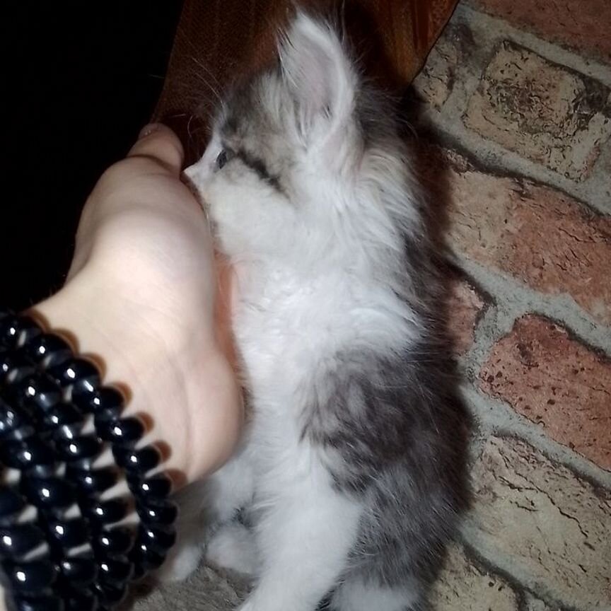 Котята