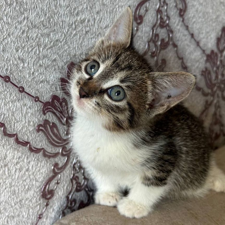Котёночек ищет дом