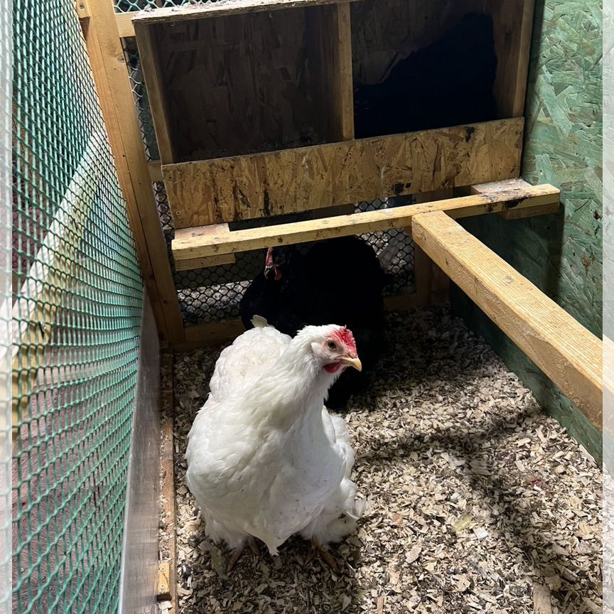 Инкубационное яйцо породных кур