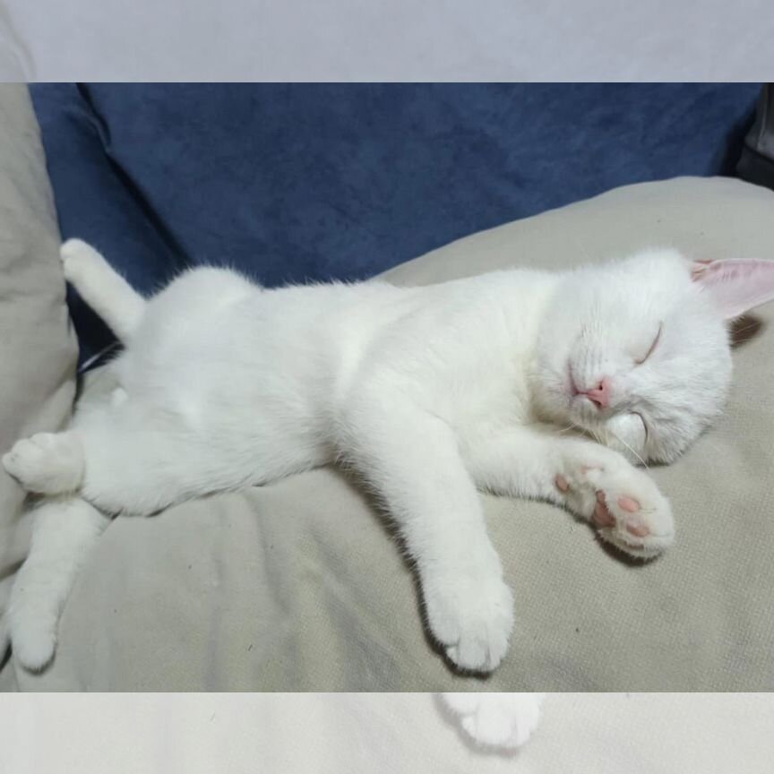 Котенок, около 3х месяцев