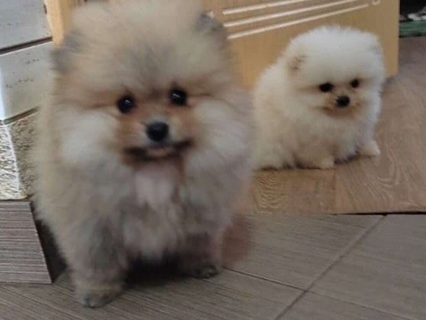 Померанский шпиц медвежьего типа, мальчики