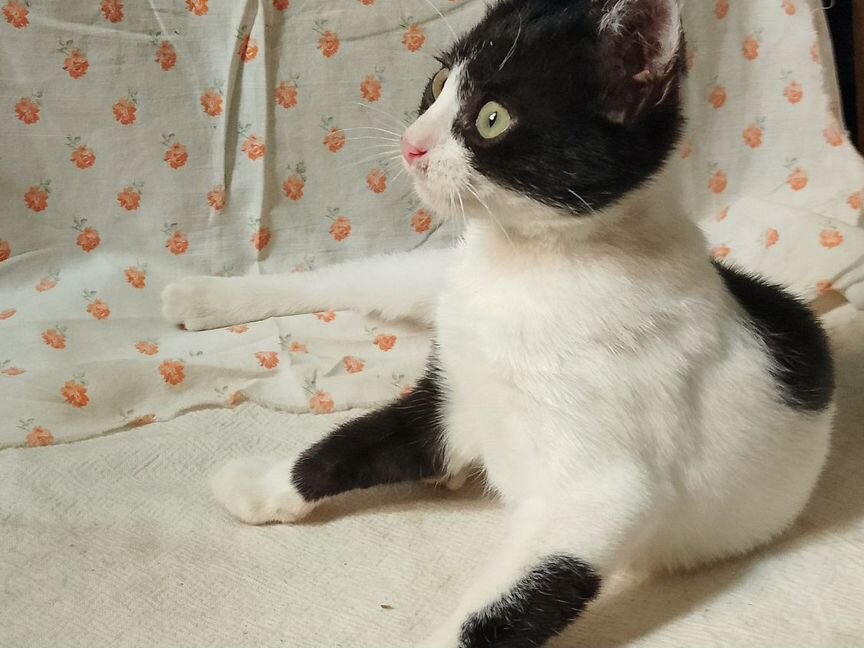 Котенок девочка, 3мес