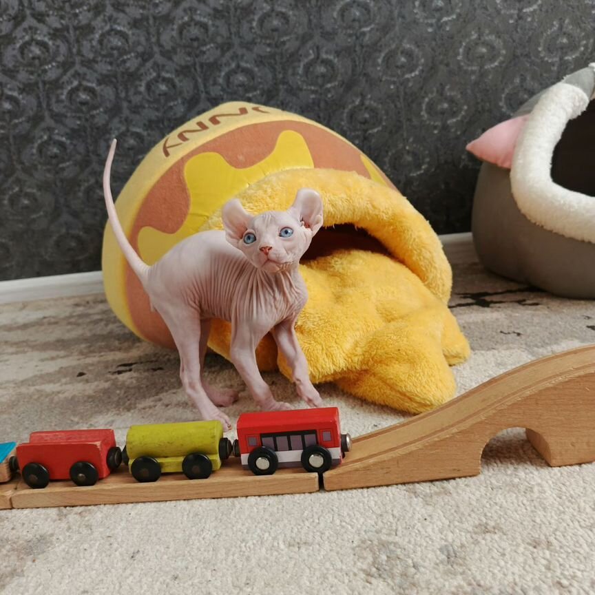 Котики сфинкс Эльф и Бамбино
