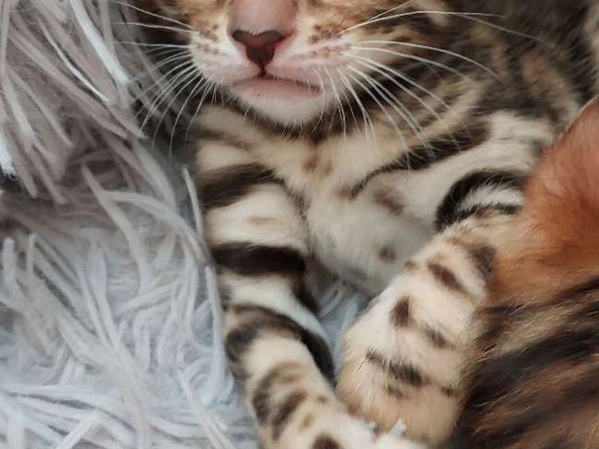 Бенгальская из питомника