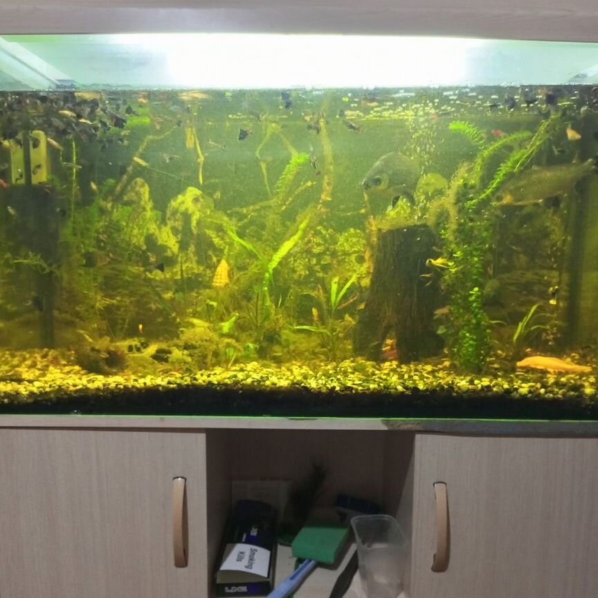 Аквариум с рыбками