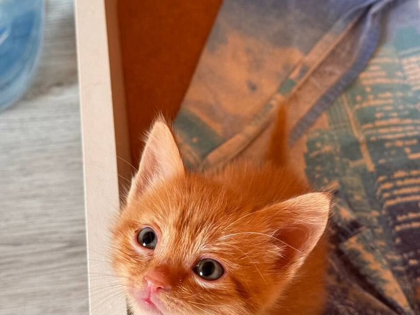Пасхальные котята
