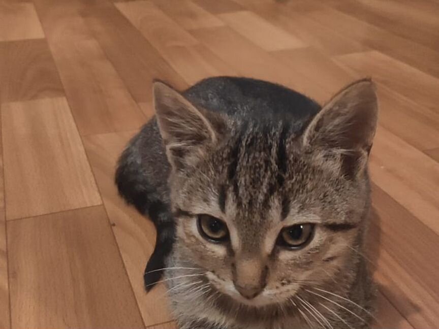 Котик-тигренок, только серый)