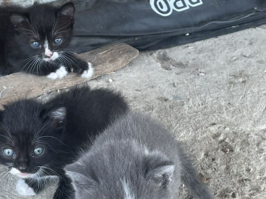 Котята