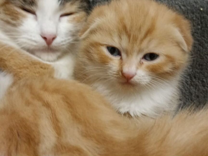 Кошки породистые