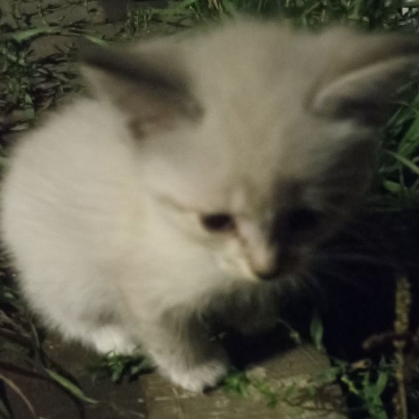 Отдам котенка