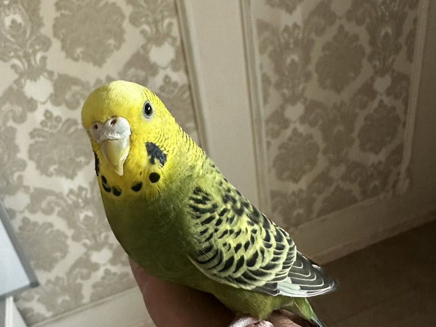 Волнистый попугай самка