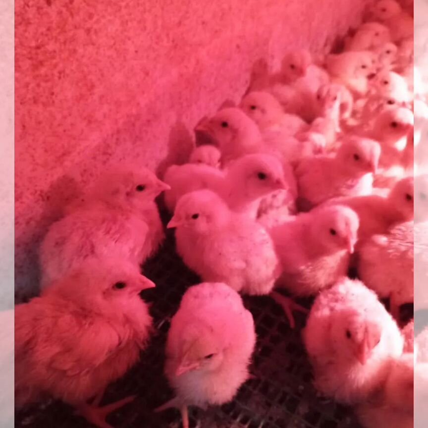 Цыпленок бройлер