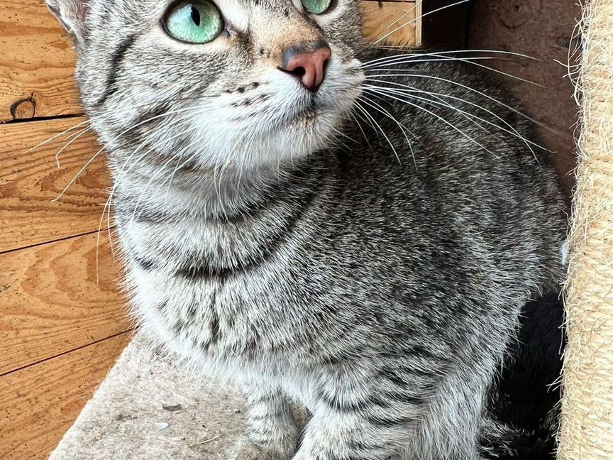 Кошка в дар бесплатно