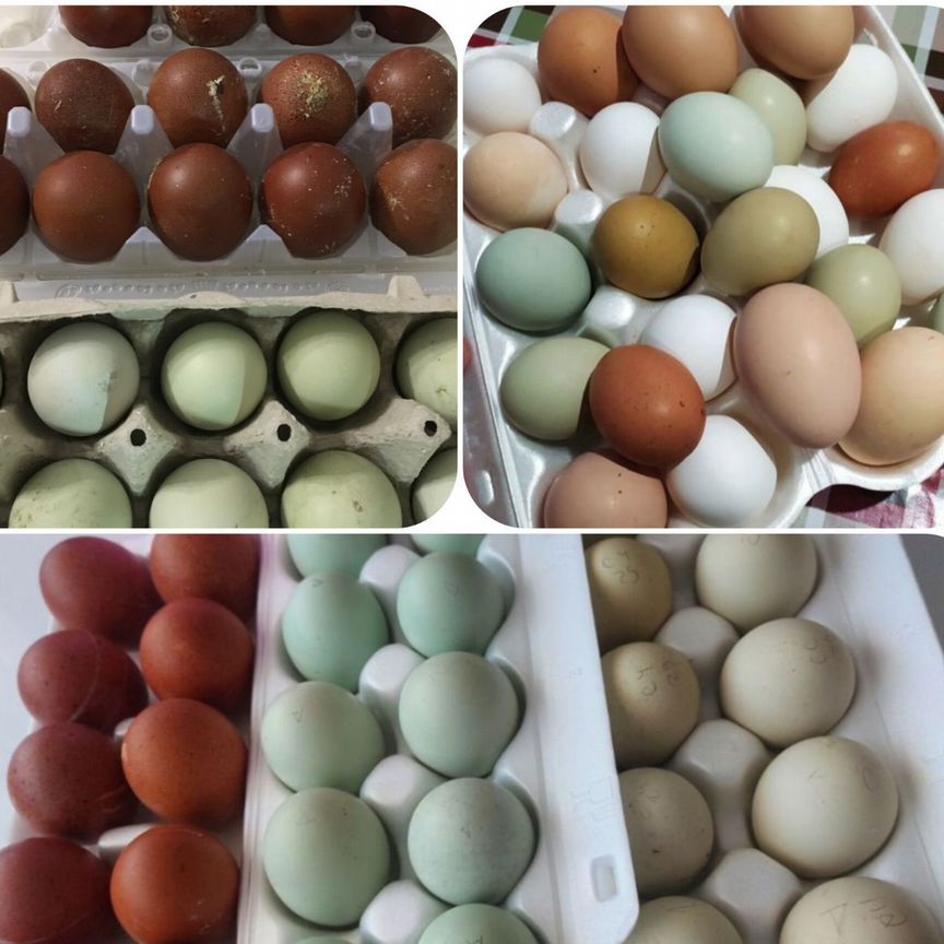 Цыплята, молодки