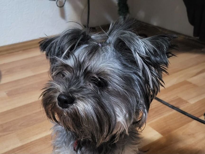 Йоркширский терьер девочка