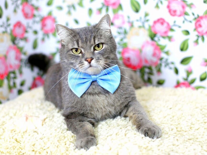 Импозантный котик Ральф ищет семью