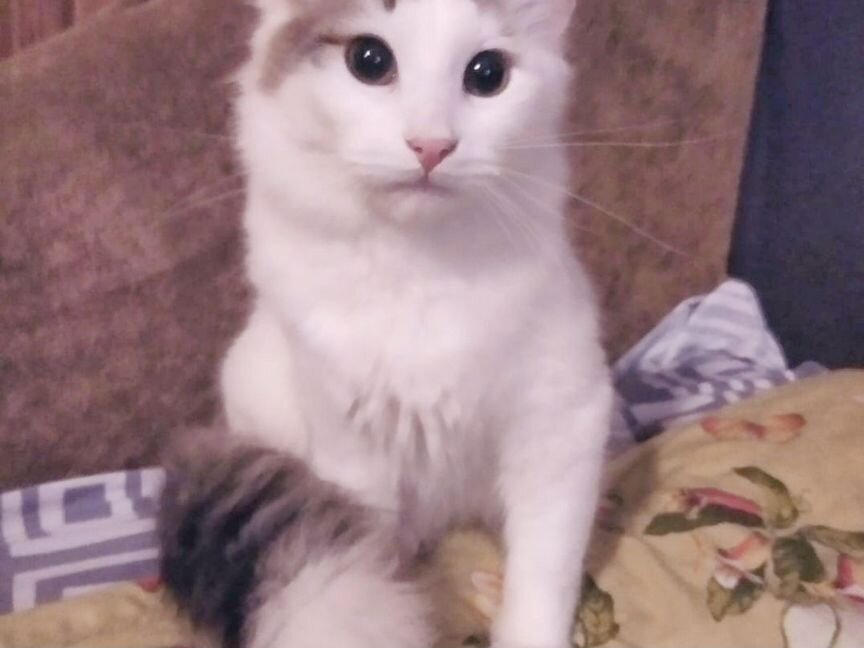 Пушистый котенок 5 месяцев