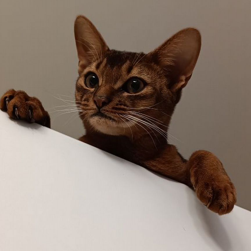 Абисинский кот