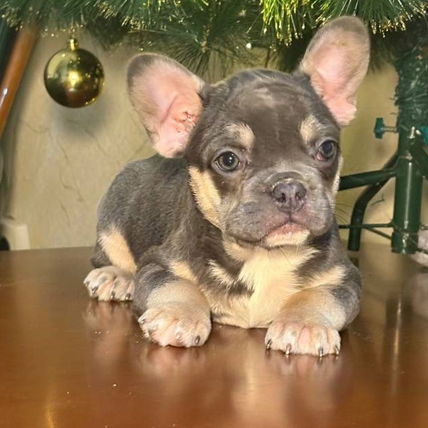 Французский бульдог, щенок