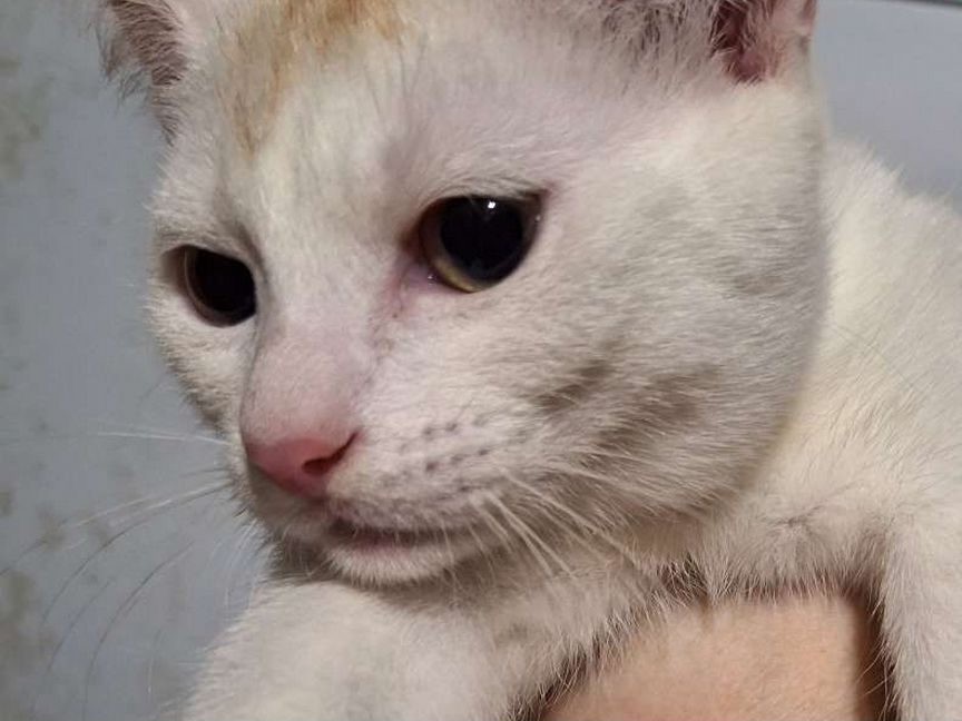 Жаждет любви