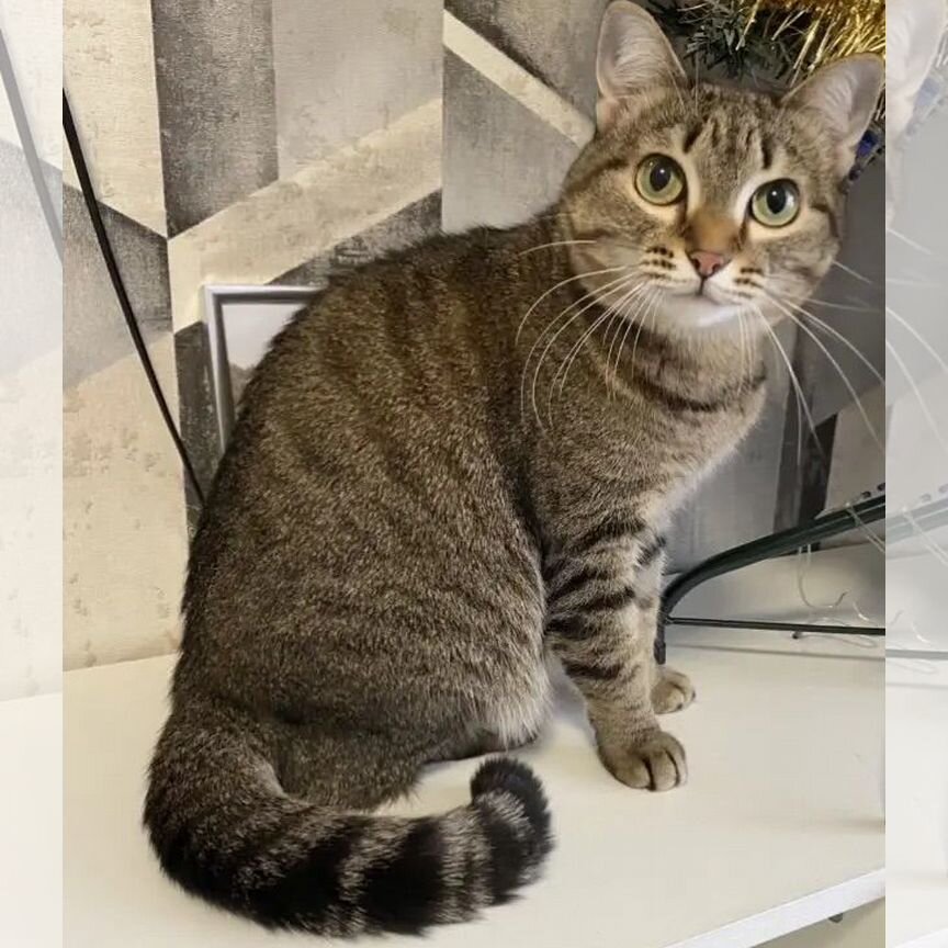 Взрослая кошка в добрые руки