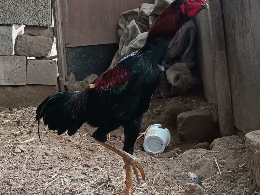 Бойцовый петушки ц 8 тыс