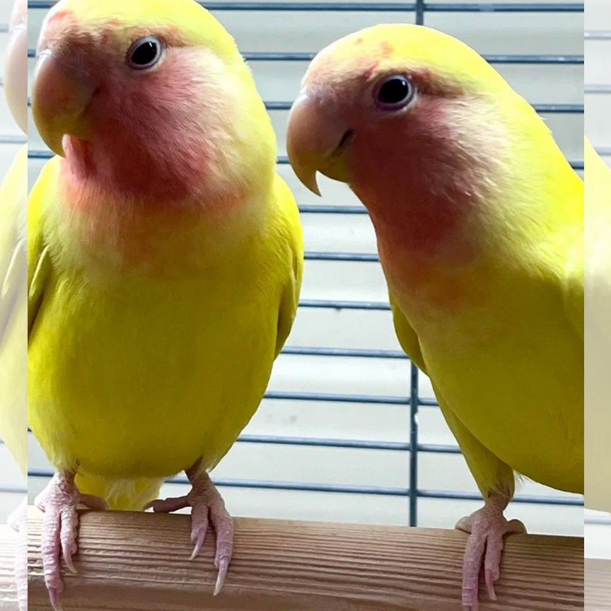 Попугаи Неразлучники