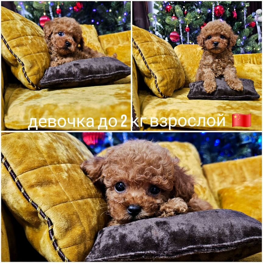 Той-пудель, щенок