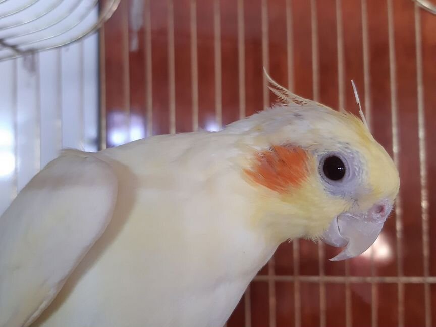 Попугай карелла