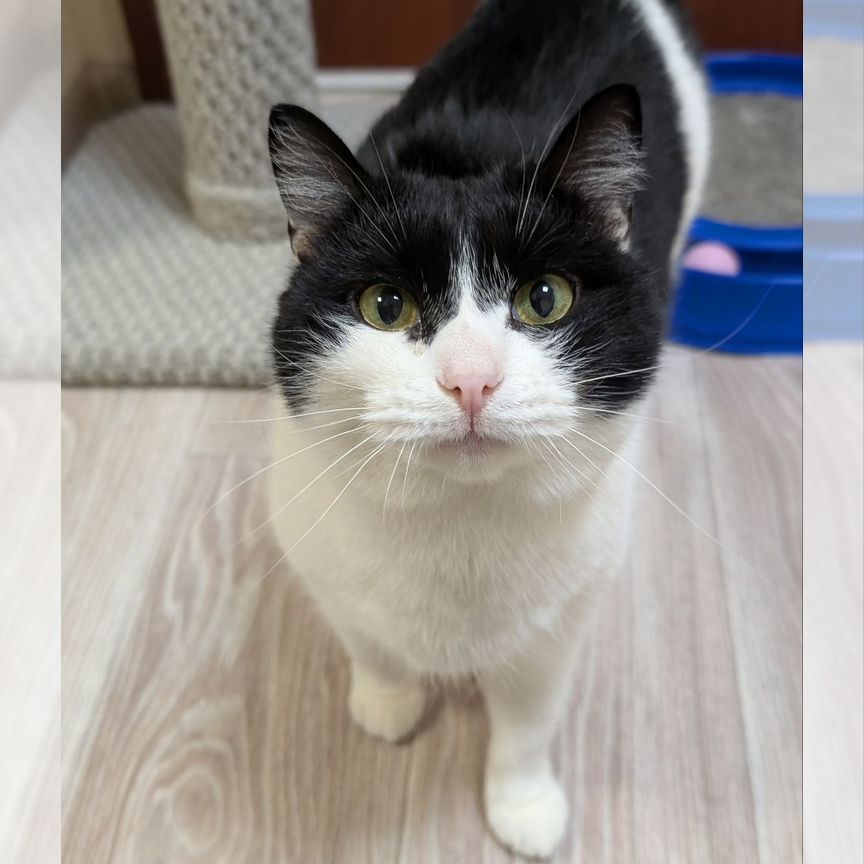 Взрослая кошка от частного владельца