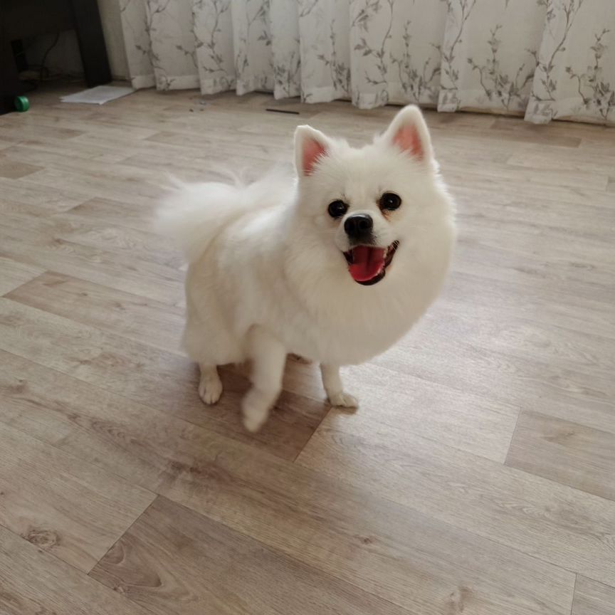 Немецкий шпиц девочка