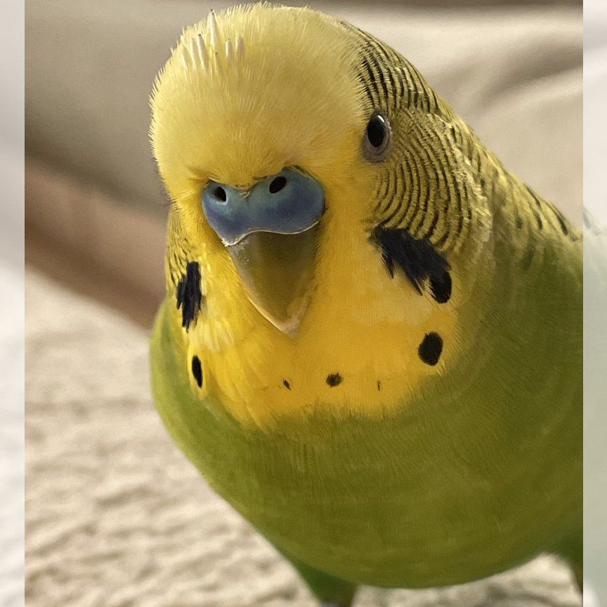 Волнистый попугай самец