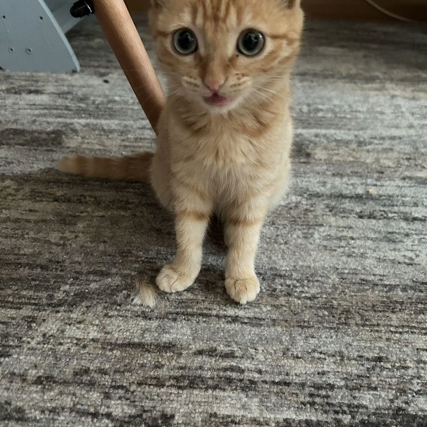 Рыжий котенок
