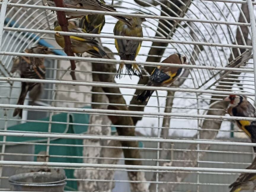 Продаю клетку вместе с птицами
