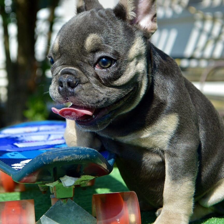 Французский бульдог девочка