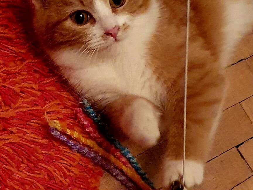 Кошки в добрые руки