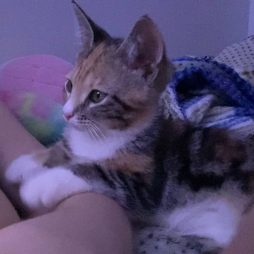 Котенок девочка