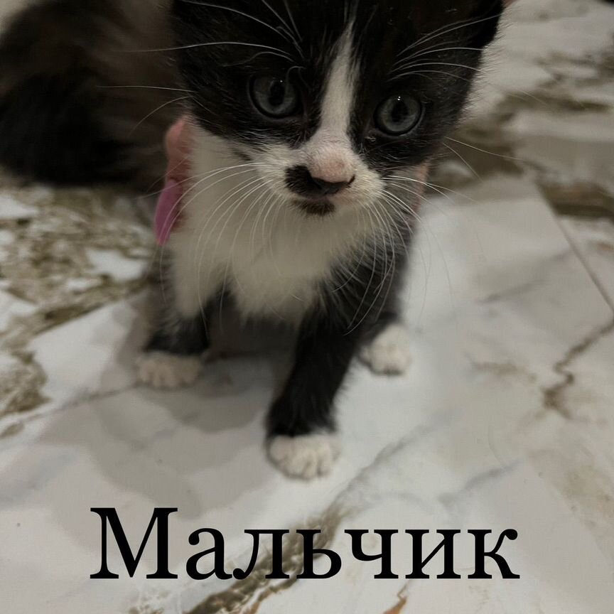 Котята в добрые руки,приучены к лотку