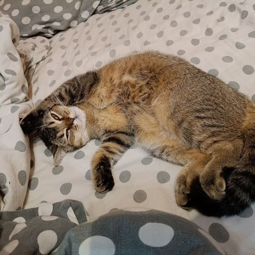 Кошечка ищет жениха