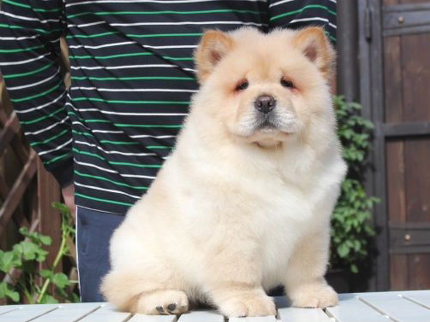 Яркое чудо чау мальчишка крем