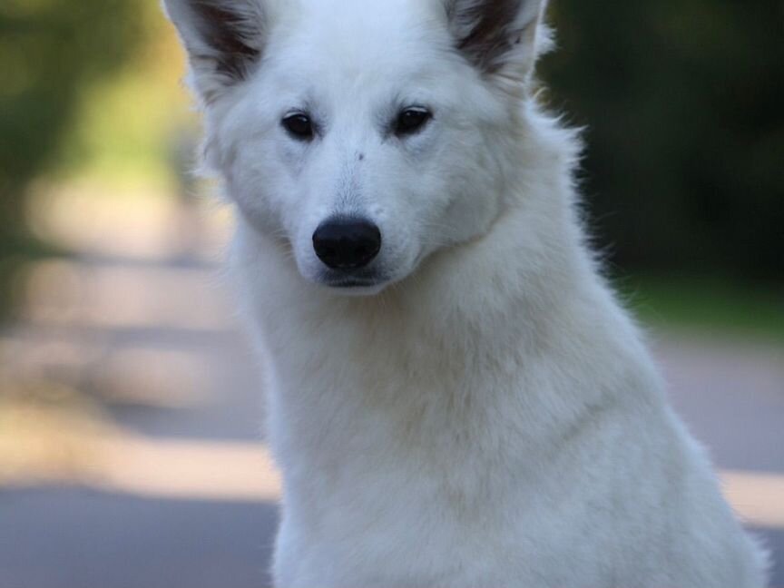 Белая Швейцарская Овчарка