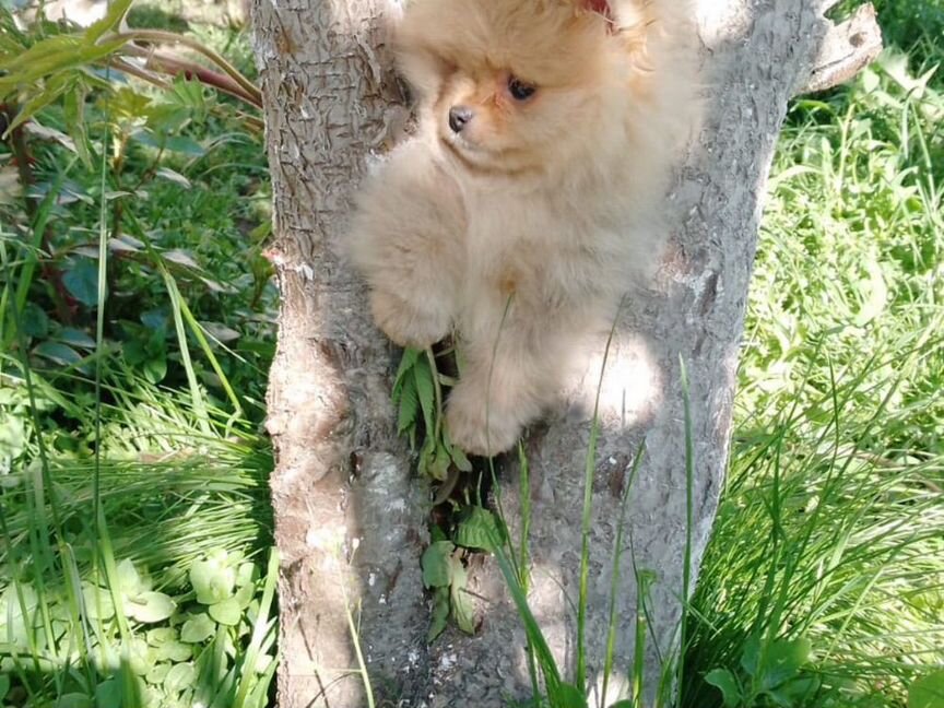 Померанский шпиц