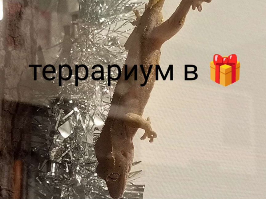 Ресничатый бананоед