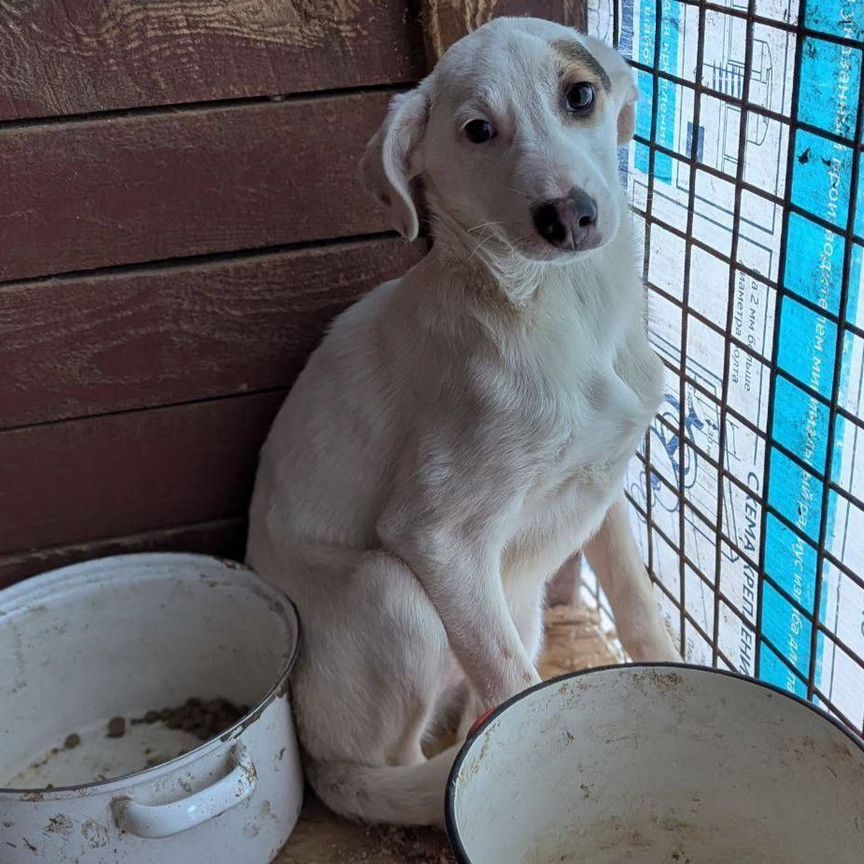 Щенок в добрые руки