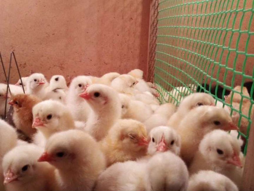 Цыплята бройлерные