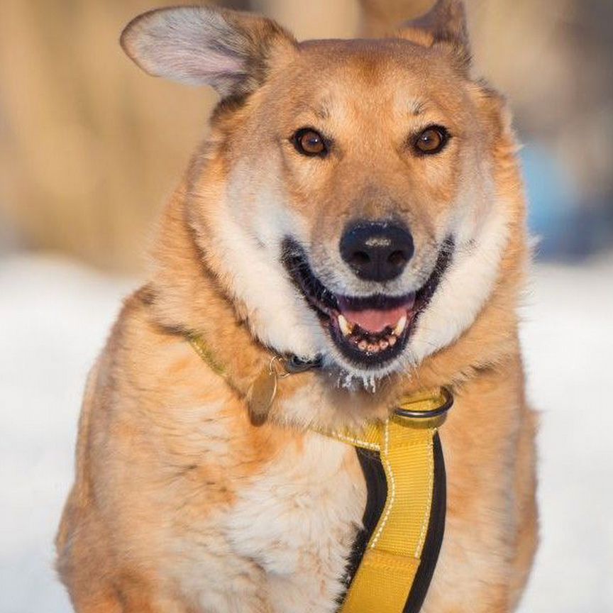 Взрослый пёс в добрые руки