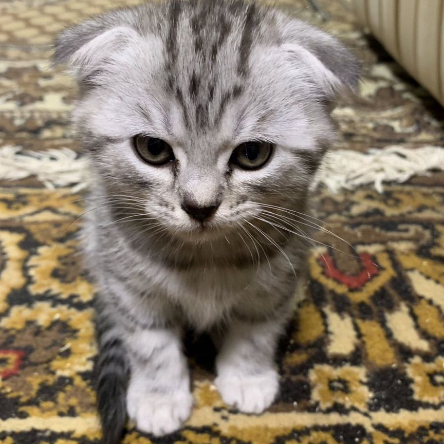 Шотландские вислоухие котята