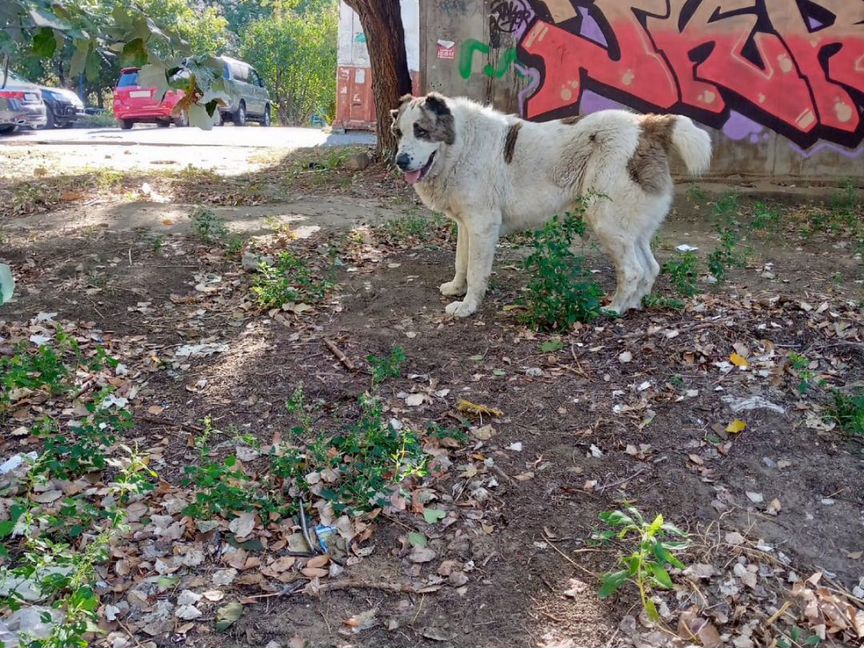 Найден алабай