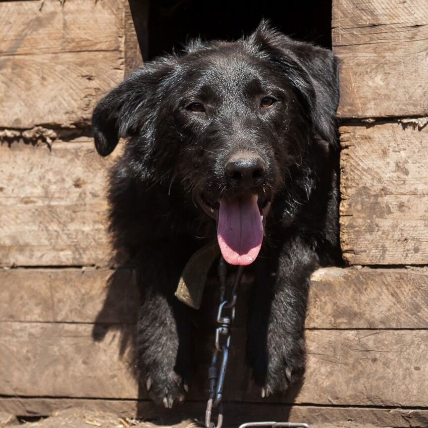 Бобочка ищет хозяина