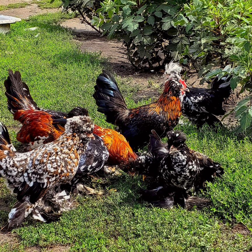 Куры Узбекская бетнамка